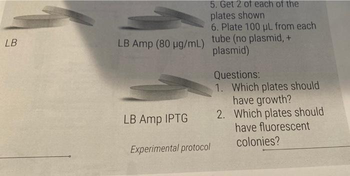 Solved 5. Get 2 of each of the plates shown 6. Plate 100 ML | Chegg.com