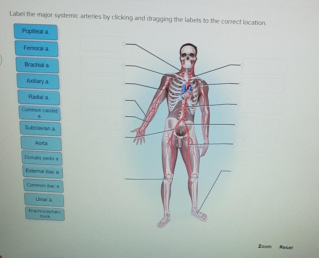 Solved Label the major systemic arteries by clicking and | Chegg.com