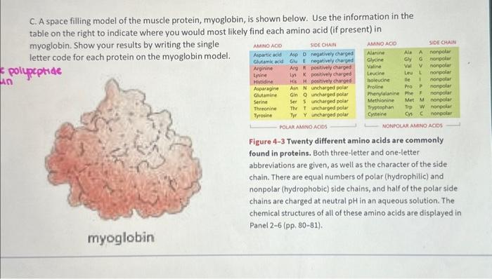 Solved C. A space filling model of the muscle protein, | Chegg.com