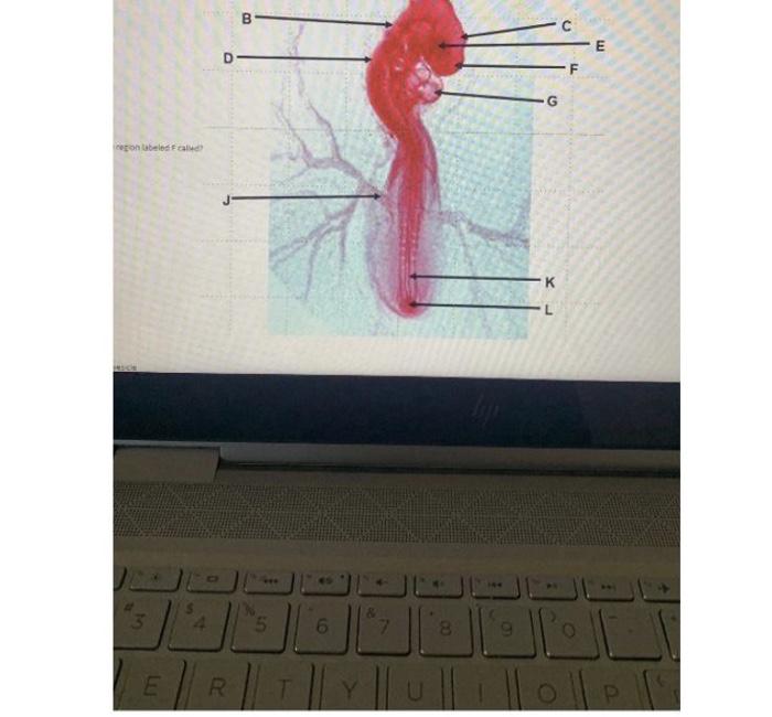 Solved this is developmental biology lab can you lable all | Chegg.com