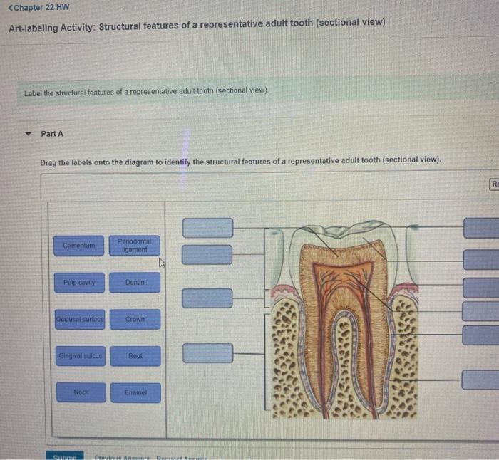 Solved Art-labeling Activity: Structural features of a | Chegg.com Solved Art-labeling Activity: Structural features of a | Chegg.com
