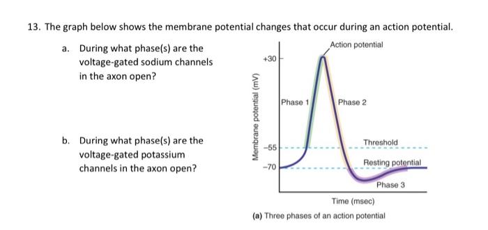 Solved 13. The graph below shows the membrane potential | Chegg.com