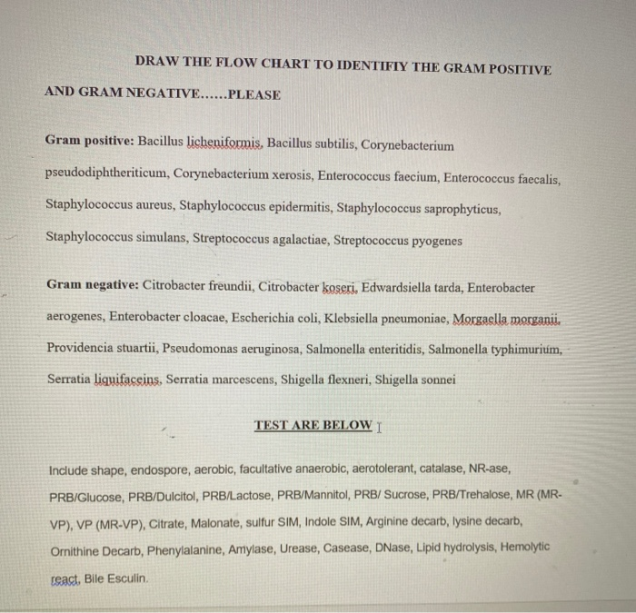 Solved please draw the flow chart Gram-positive: Bacillus | Chegg.com