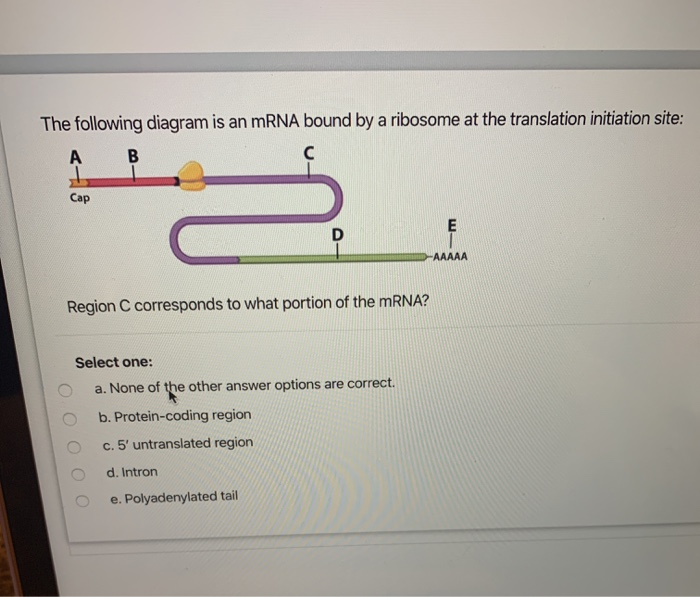 Solved The following diagram is an mRNA bound by a ribosome | Chegg.com
