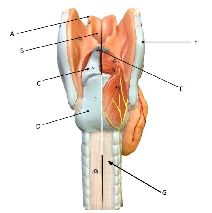 Solved Identify the structure labeled | Chegg.com