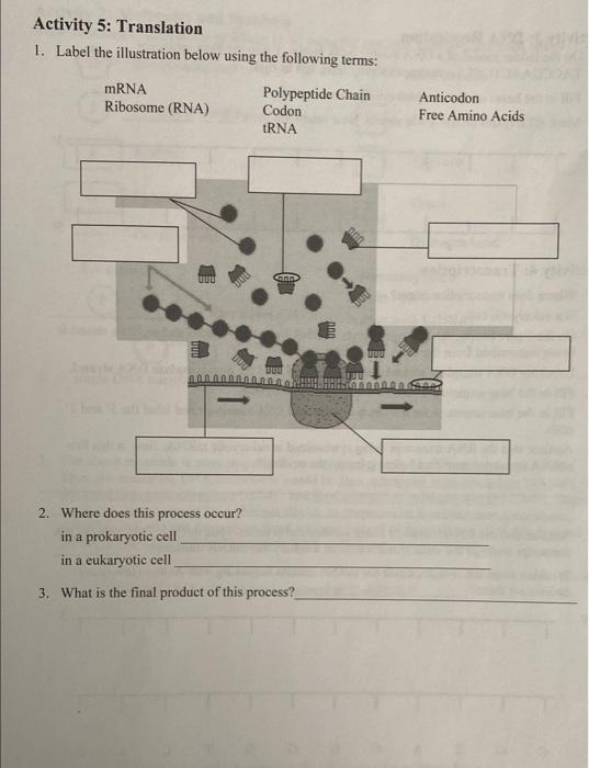 Solved Activity 3: DNA Replication 1. On the ladder model of | Chegg.com
