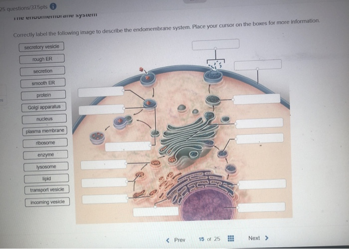 Solved 25 questions/37.5pts * le enumeranie system Correctly | Chegg.com