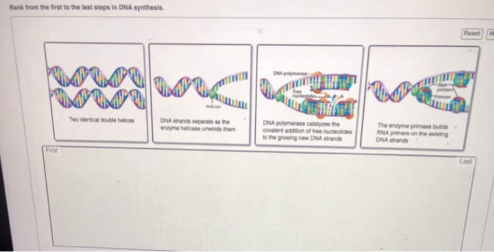 Solved Rank from the first to the last steps in DNA | Chegg.com