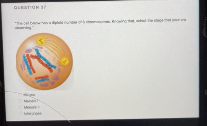 Solved QUESTION 37 "The cell below has a diploid number of 6 | Chegg.com