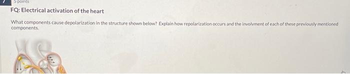 Solved FQ: Electrical activation of the heart What | Chegg.com