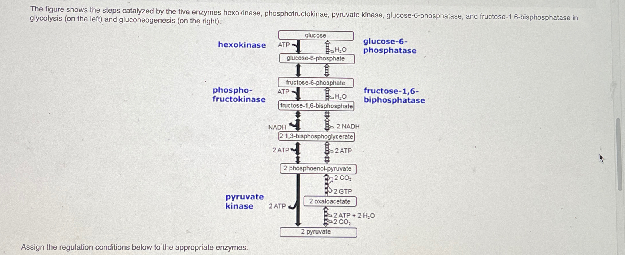 Solved The figure shows the steps catalyzed by the five | Chegg.com