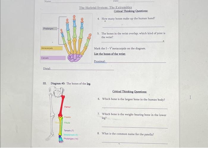 Solved - Objective: identify the bones of the extremities | Chegg.com