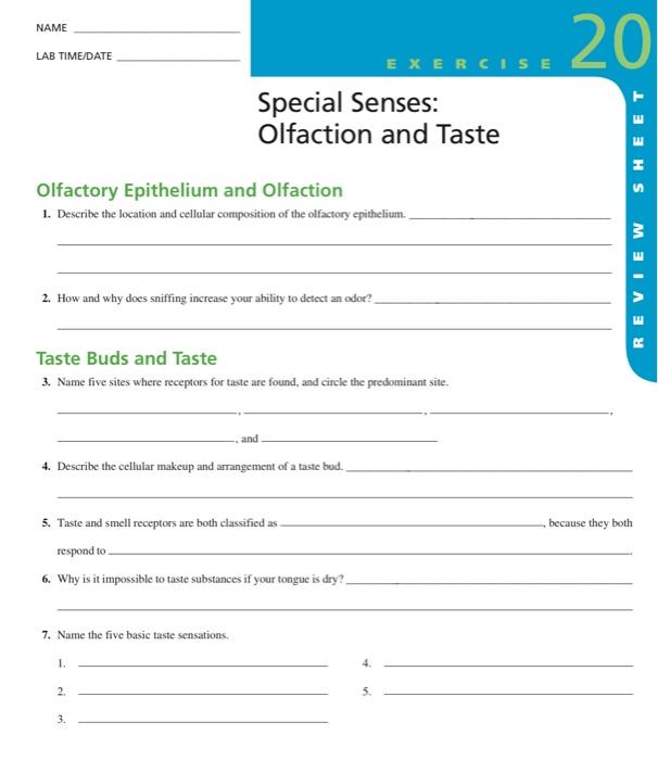 Solved NAME 20 LAB TIME/DATE EXERCISE Special Senses: | Chegg.com