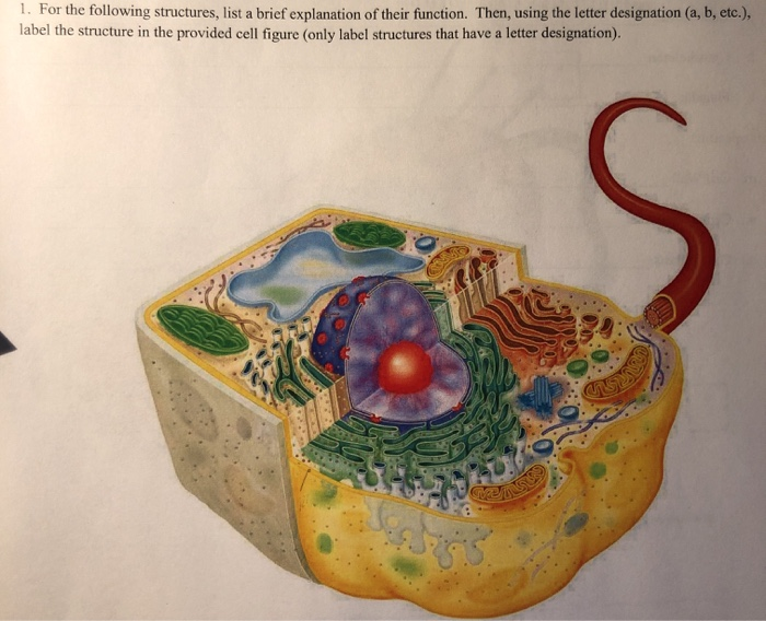 Solved 1. For the following structures, list a brief | Chegg.com
