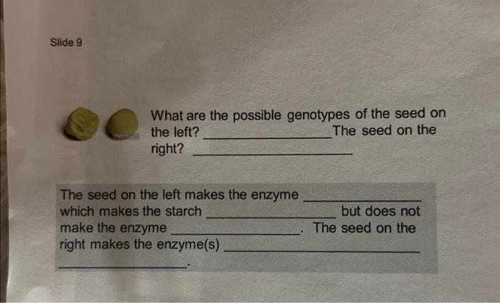 Solved Slide 9 What are the possible genotypes of the seed | Chegg.com