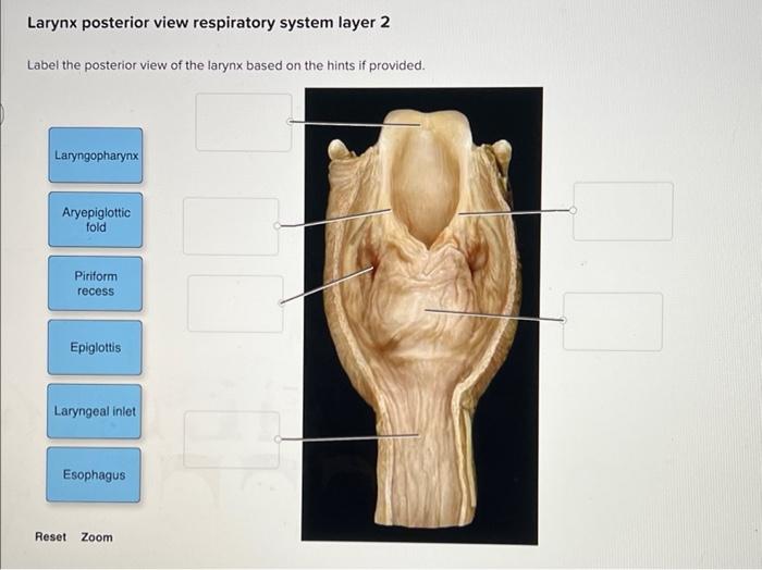 Solved Larynx posterior view respiratory system layer 2 | Chegg.com