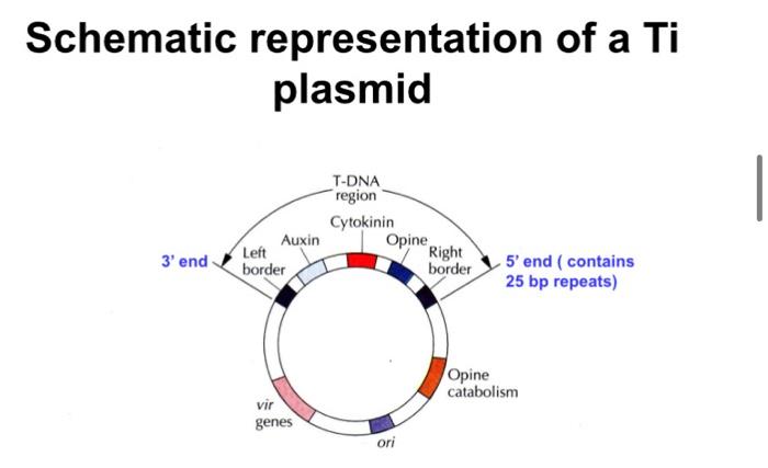 Solved Schematic representation of a Ti plasmid | Chegg.com