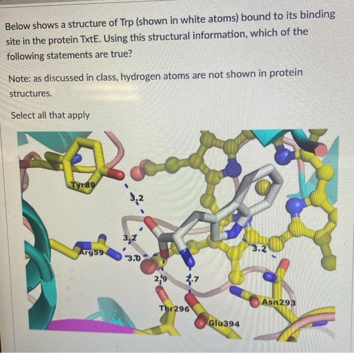 Solved Below shows a structure of Trp (shown in white atoms) | Chegg.com