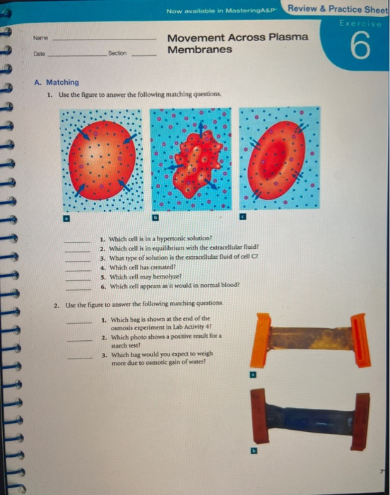 Now available in MasteringA&P Review & Practice Sheet | Chegg.com