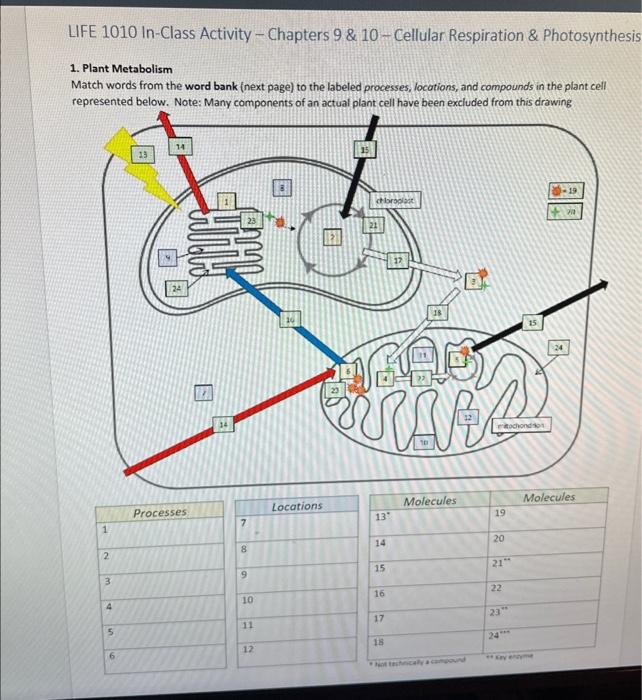 1. Plant Metabolism Match words from the word bank | Chegg.com