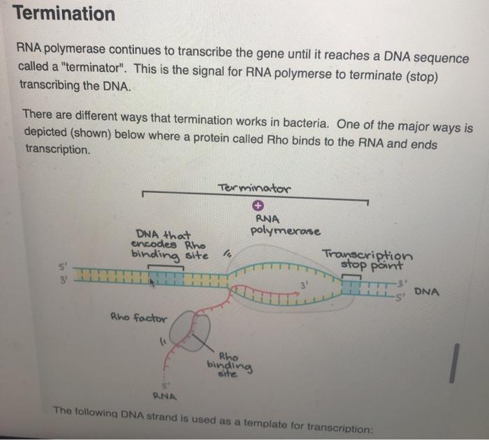 Solved Termination RNA polymerase continues to transcribe | Chegg.com