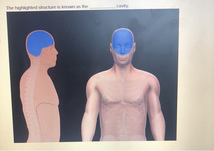 Solved The highlighted structure is known as the cavity. | Chegg.com