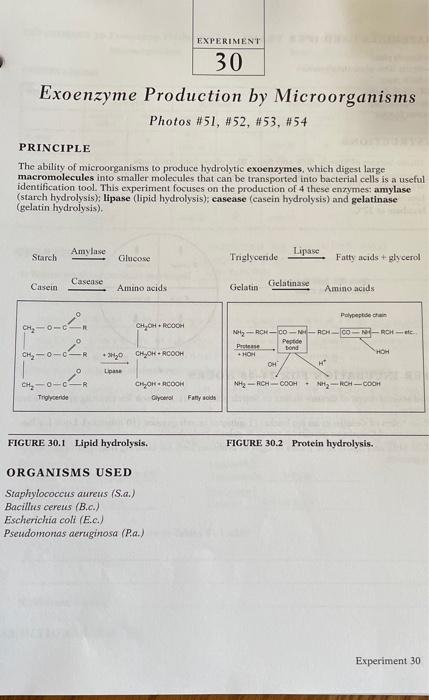 Solved EXPERIMENT 30-Exoenzyme Production by Microorganisms | Chegg.com