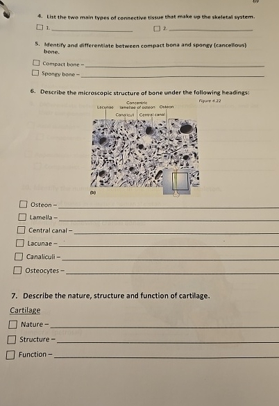 Solved List the two main types of connective tissue that | Chegg.com