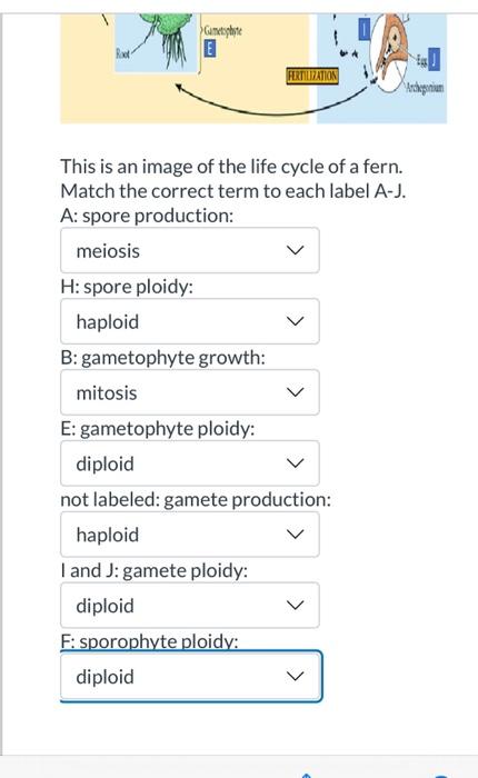 This is an image of the life cycle of a fern.Match | Chegg.com