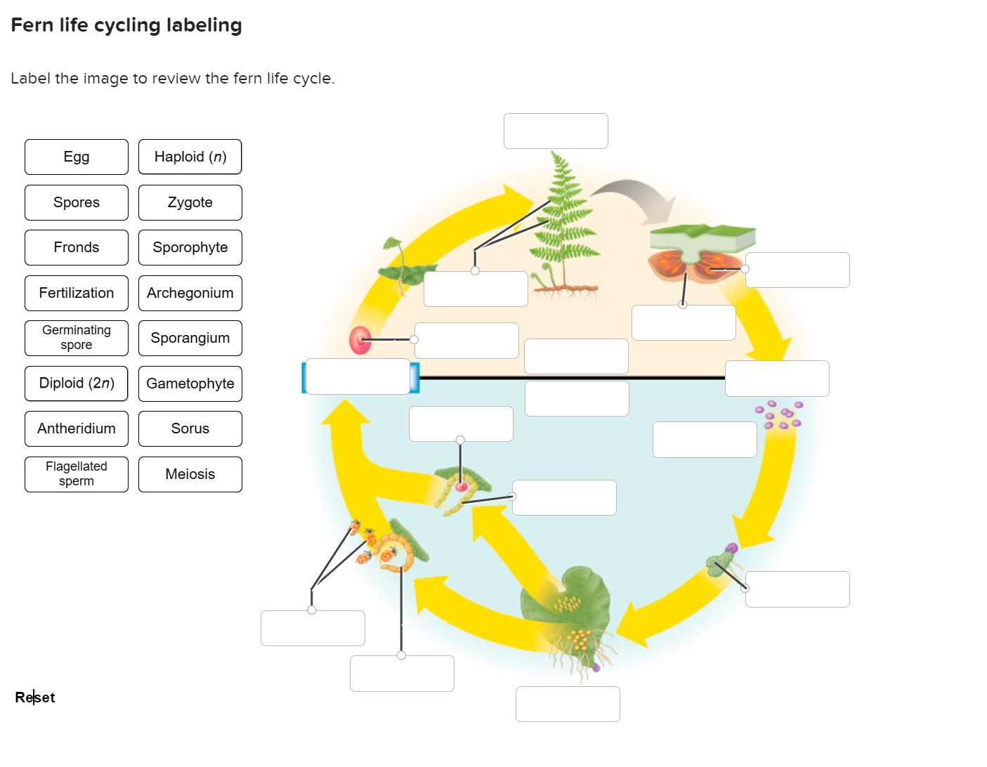 Solved Fern life cycling labelingLabel the image to review | Chegg.com