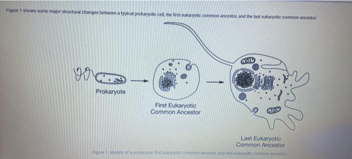 Solved Figure 1 shows some major structural changes between | Chegg.com