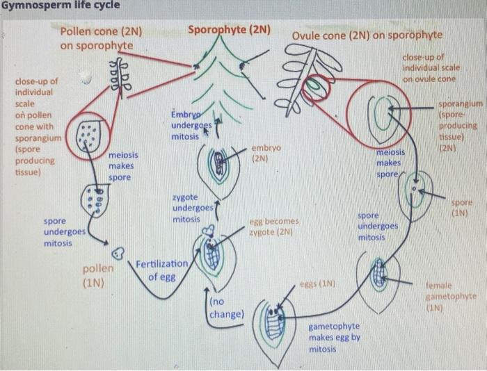 Use the gymnosperm life cycle diagram provided below | Chegg.com