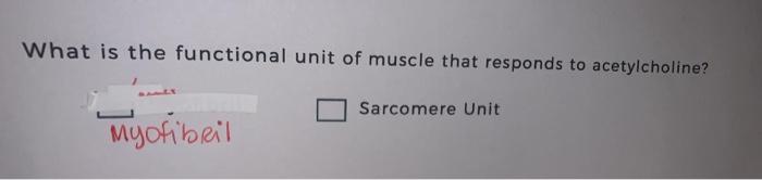 Solved What is the functional unit of muscle that responds | Chegg.com