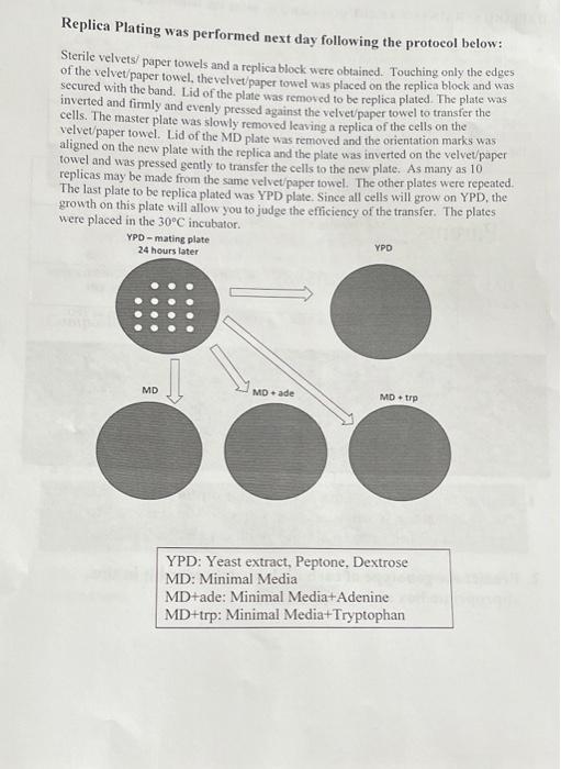 Solved Replica Plating was performed next day following the | Chegg.com