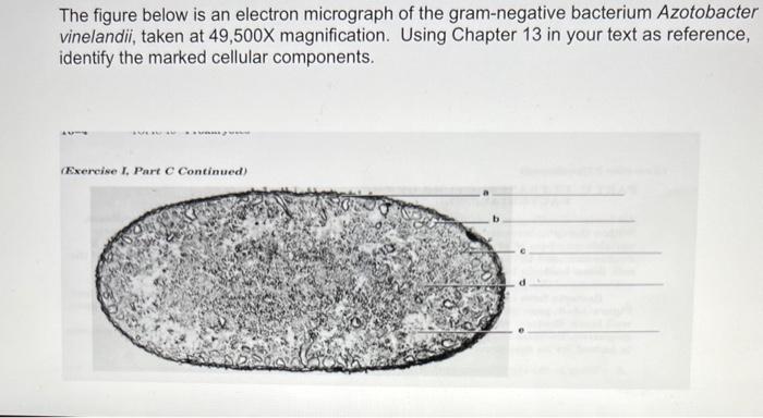 Solved The figure below is an electron micrograph of the | Chegg.com