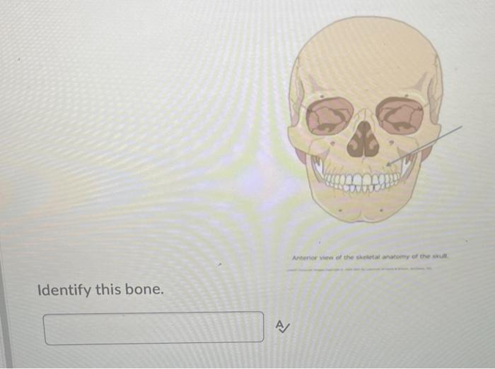 Solved Identify this bone. Identify the structure. (HINT: | Chegg.com