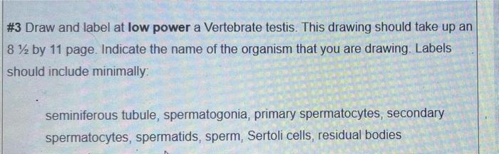 Solved #3 Draw and label at low power a Vertebrate testis. | Chegg.com