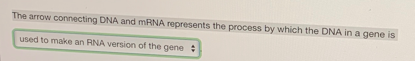 Solved The arrow connecting DNA and mRNA represents the | Chegg.com