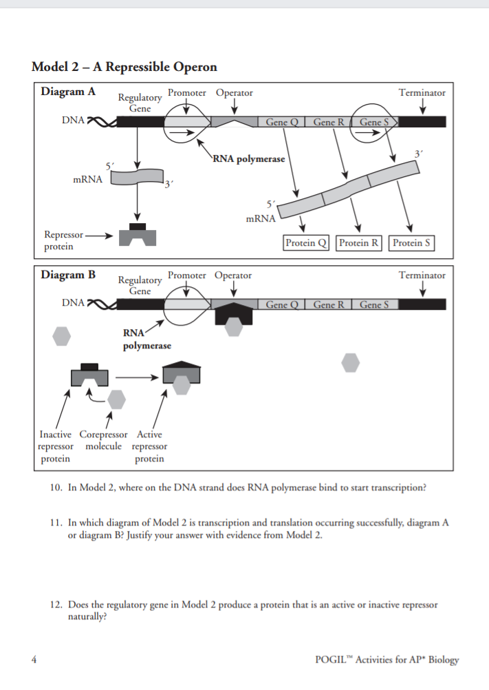 Solved Model 2 - A Repressible Operon Diagram A Promoter | Chegg.com