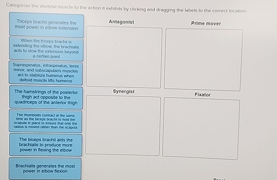 Solved Categorize the skeletal muscle to the action it | Chegg.com