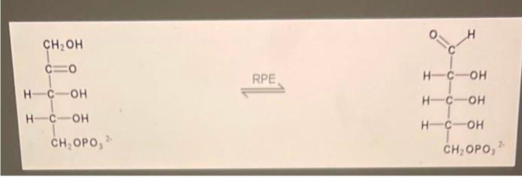 Solved The reaction of the enzyme ribulose 5'-phosphate | Chegg.com