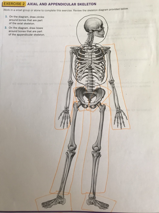 Solved 5. Use directional terminology to describe the | Chegg.com