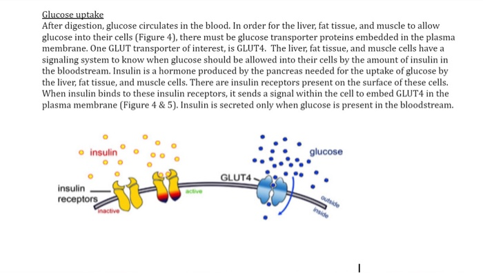 Solved Glucose uptake After digestion, glucose circulates in | Chegg.com