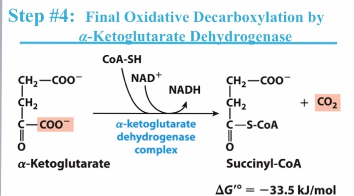 Solved Show the compelte mechanism of A-Ketoglutarate | Chegg.com