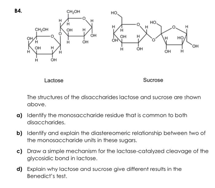 Solved Lactose Sucrose The structures of the disaccharides | Chegg.com