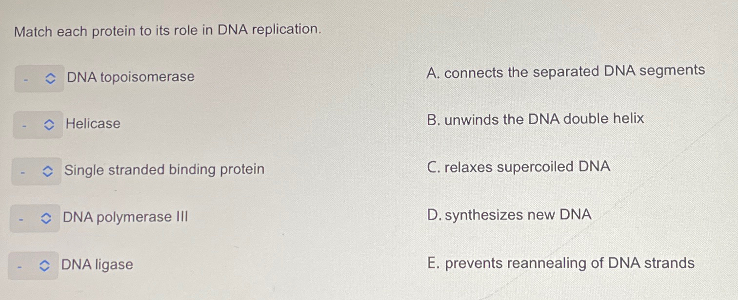 Solved Match each protein to its role in DNA replication.DNA | Chegg.com