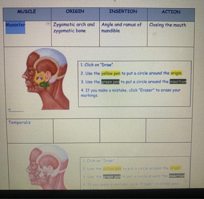 Solved MUSCLE ORIGIN INSERTION ACTION Masseter Zygomatic | Chegg.com