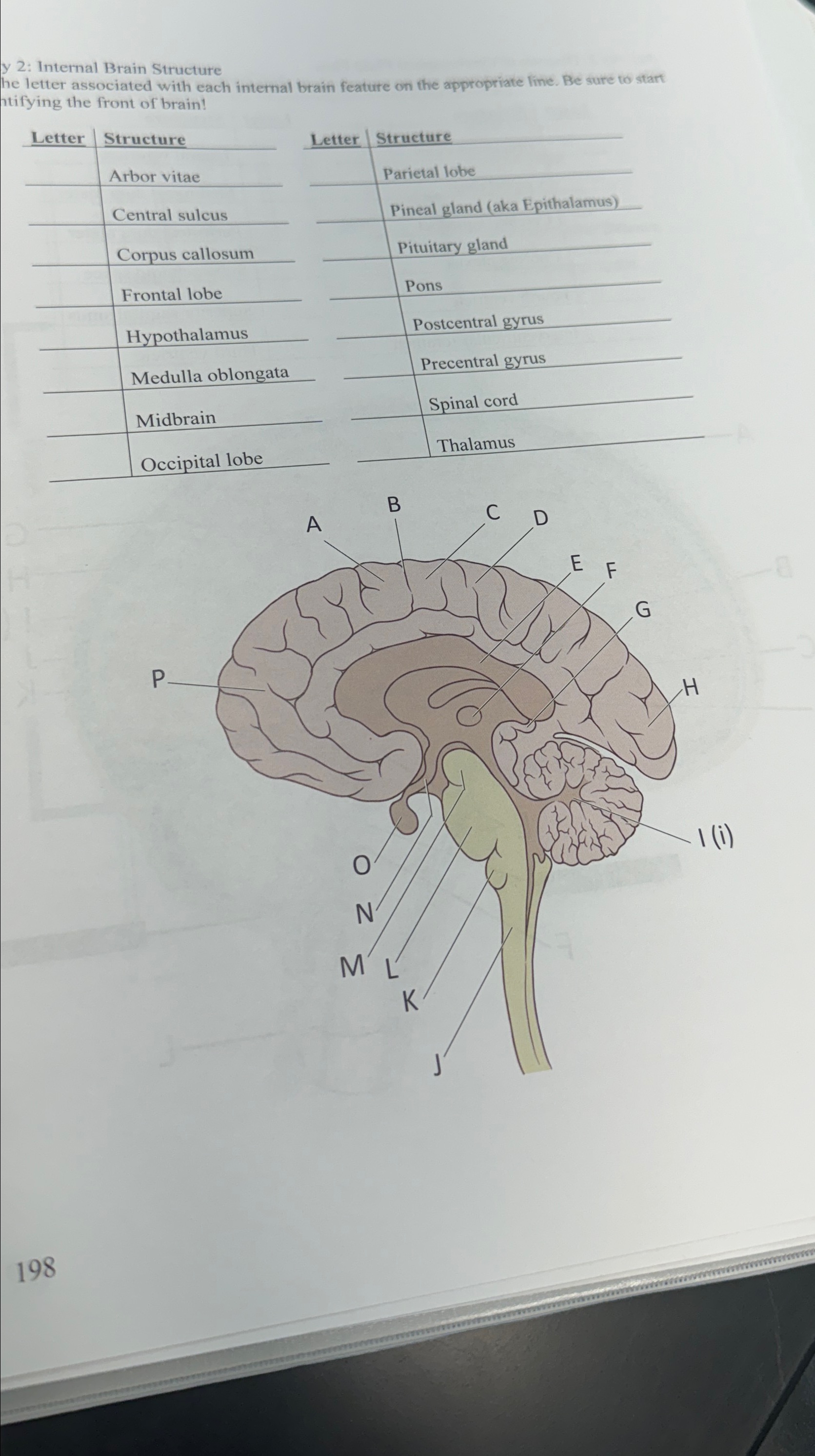 Solved y 2: Internal Brain Structurehe letter associated | Chegg.com