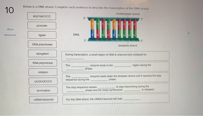 Solved Below is a DNA strand. Complete each sentence to | Chegg.com