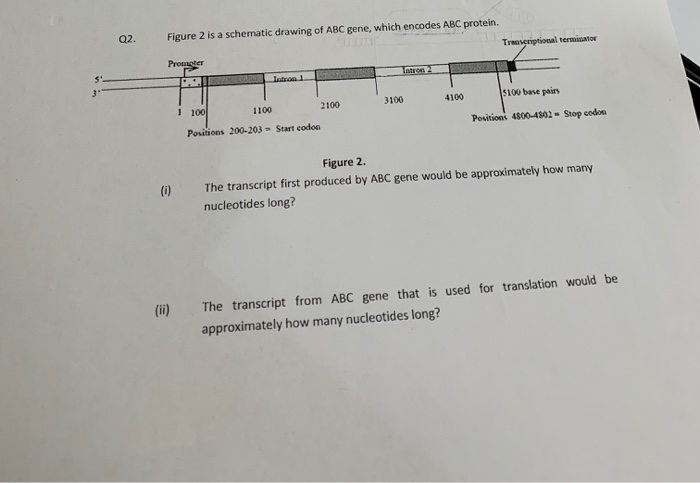 Solved Q2. Figure 2 is a schematic drawing of ABC gene, | Chegg.com